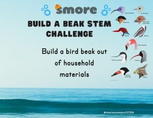 Build-a-Bird Beak STEM Challenge - Smore Science