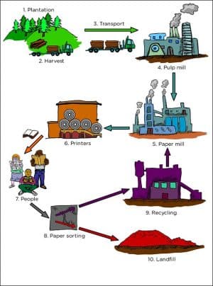 How is Paper Recycled? - Smore Science