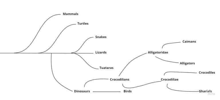 Alligators vs. Crocodiles! - Smore Science